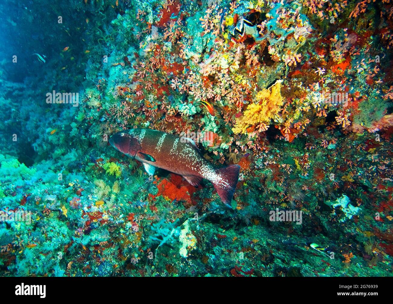 Saddle grouper at Kudarah Thila, Maldives Stock Photo - Alamy