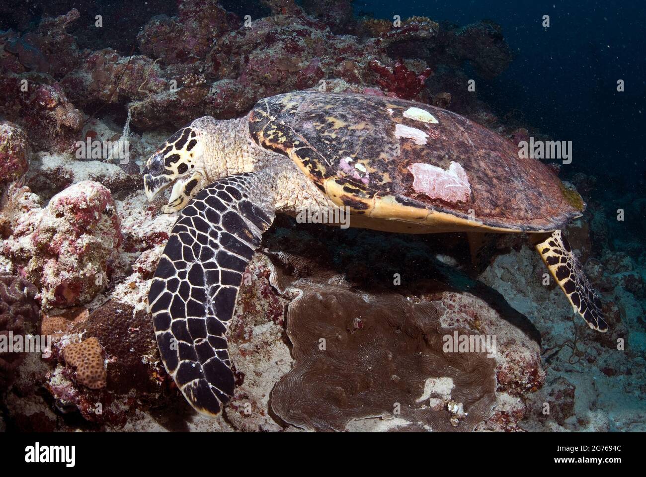 Hawksbill sea turtle nibbling on algae on coral at Fish Head, Maldives ...