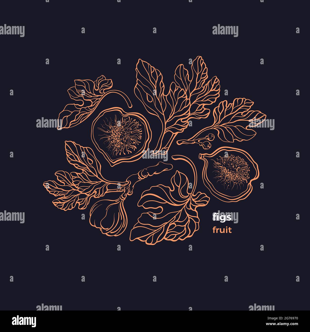 Figs vintage symbol in circle. Vector realistic branch, golden fruit ...