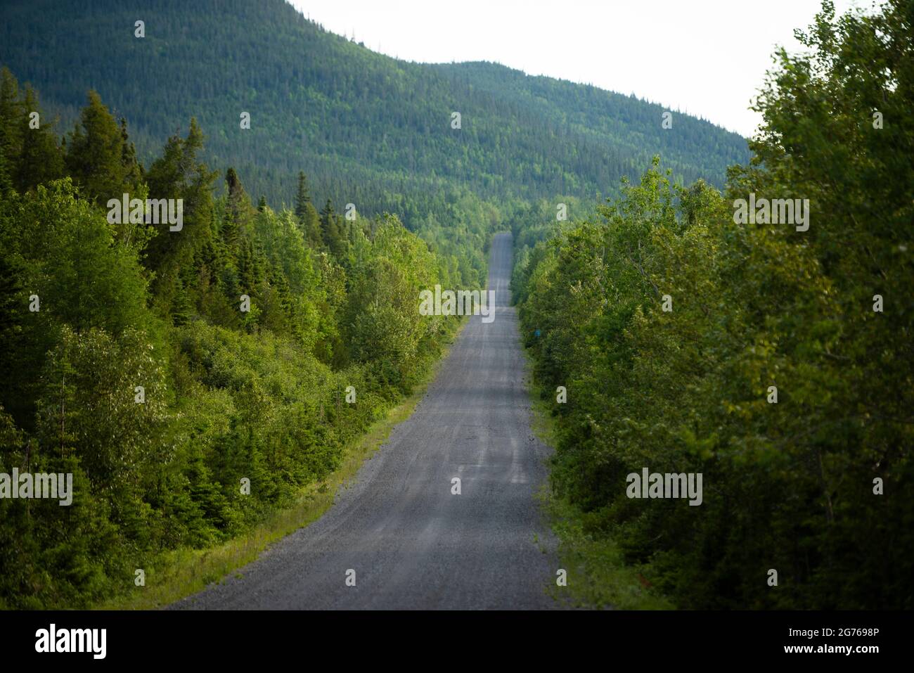 Backwoods area of Gaspesie provincial park in Quebec, showing evidence ...