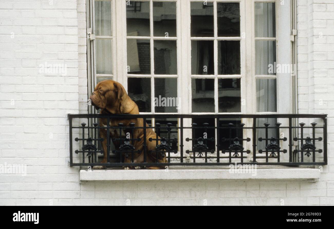The animals of Paris: a Dogue de Bordeaux is waiting for it's owner on ...