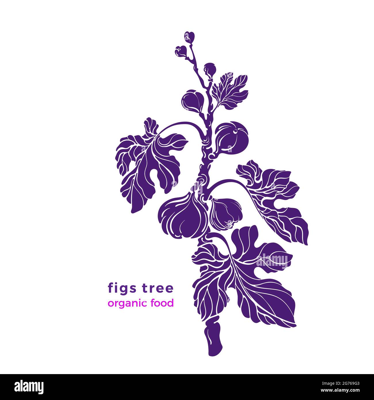 Figs growing on fig tree Stock Vector Images - Alamy