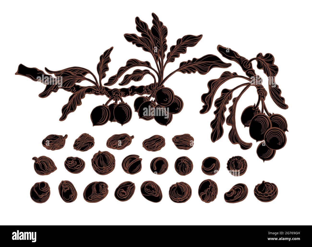 Shea nut Stock Vector Images - Alamy