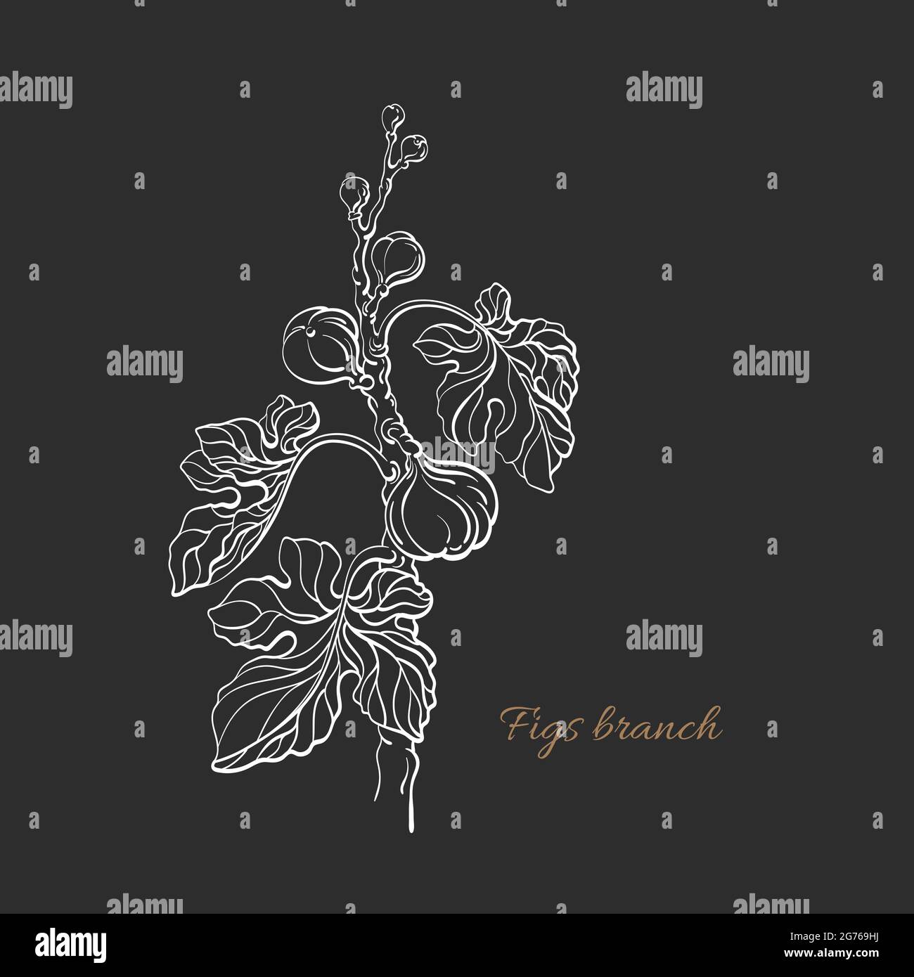 Figs Tree Vector Ficus Carica Graphic Illustration Nature Plant Sweet Fruit Foliage Art