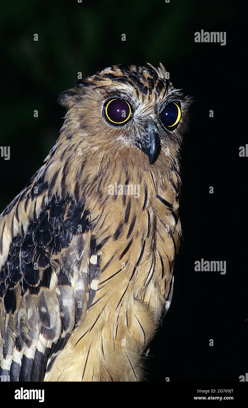 Fish owl, Sukau Rainforest Lodge, Sabah, Borneo Stock Photo - Alamy