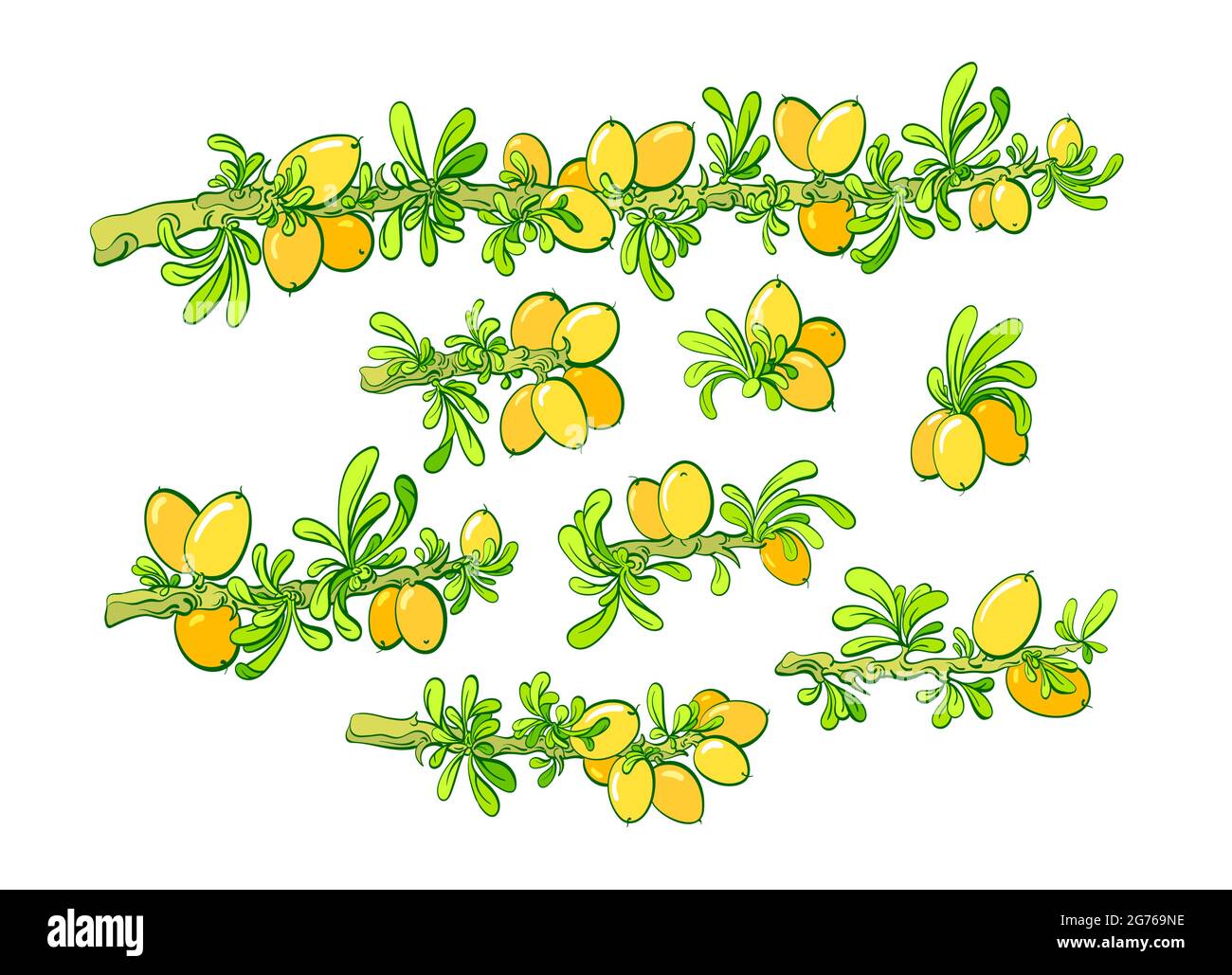 Argan set. Vector color plant, branch, nut, green leaves. Isolated ...