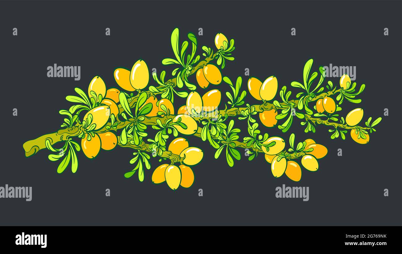 Argan tree Stock Vector Images - Alamy