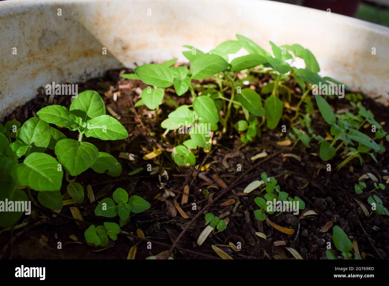 Basil Seeds Germination