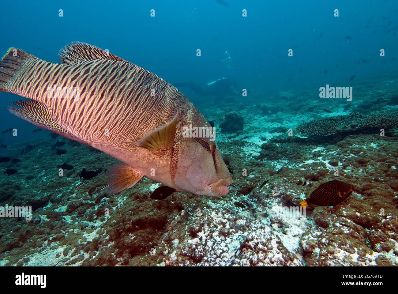 Fish Head dive site, humphead wrasse, Maldives Stock Photo - Alamy