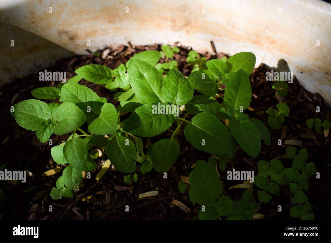 Holy basil leaves germinating in wet soil in pot. Young basil leaves ...