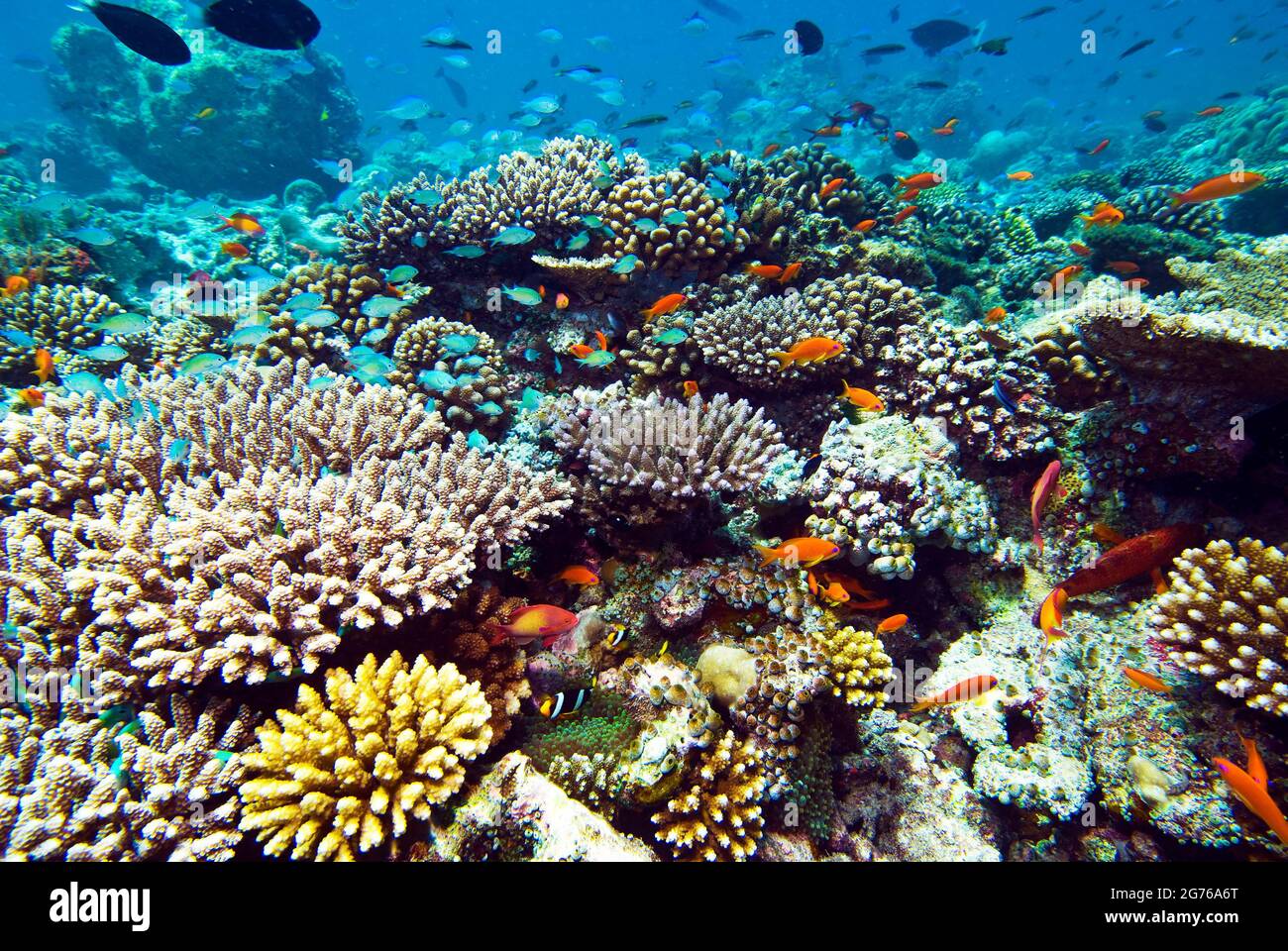Fish Head, one of a host of healthy reefs in the Maldives Stock Photo ...