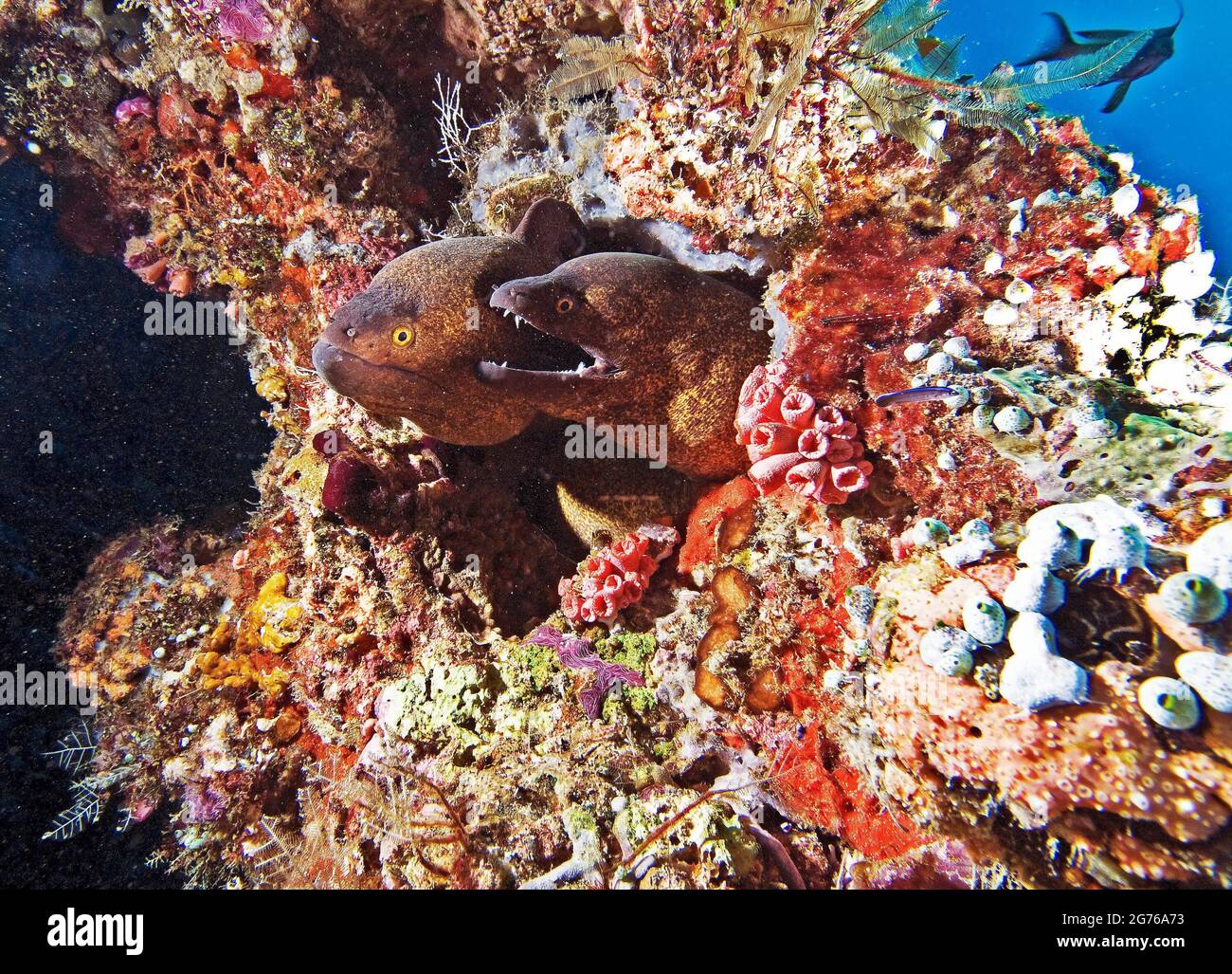 Pair of moray eels peering out of their hole in the reef, Kudarah Thila ...