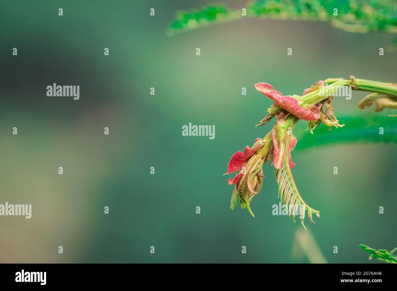 A beautiful view of the green leaves of the plant on a blurry ...