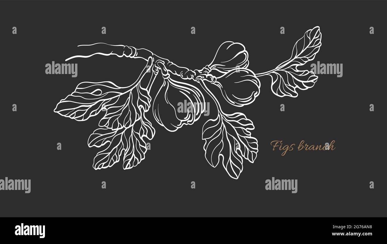 Figs branch. Vector ficus carica tropic plant, raw fruit, leaf. Art ...