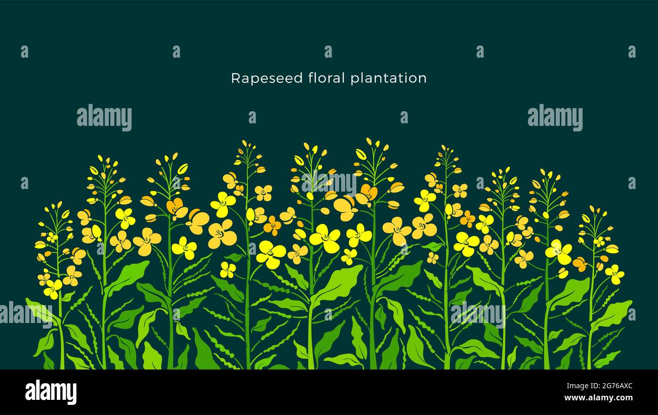 Rapeseed border. Vector canola set, mustard plant. Art shape of green ...