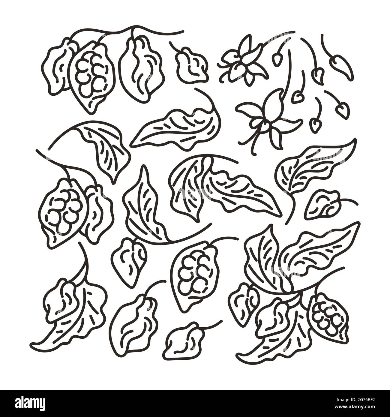 Cacao art line set. Vector sign. Abstract tree, leaf, fruit, bean ...