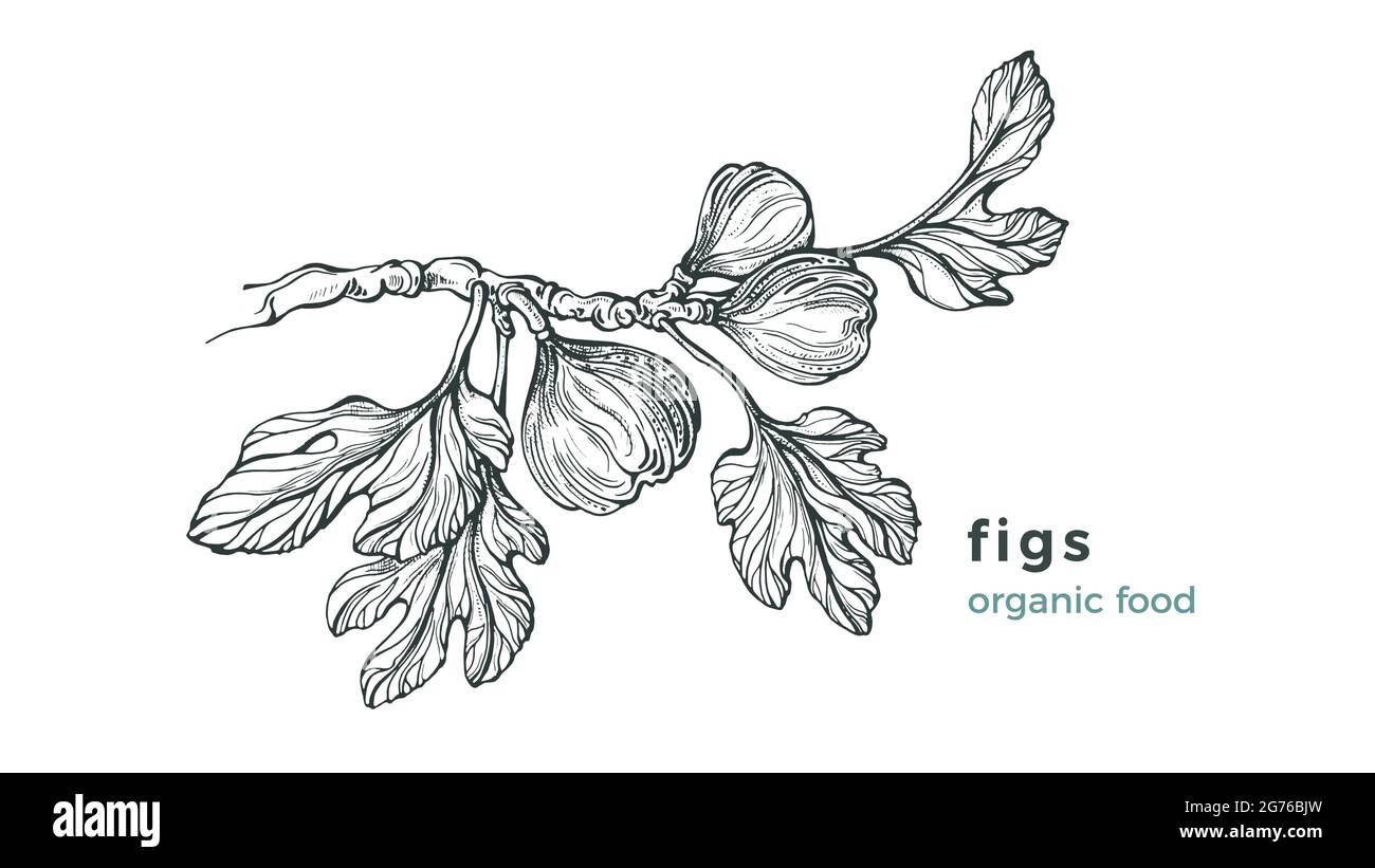 Figs plantation Stock Vector Images - Alamy