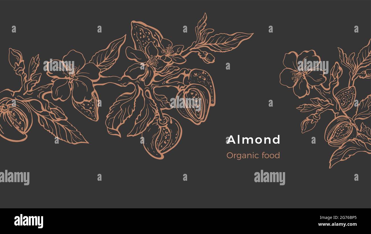 Almond Template Vector Natural Hazelnut Botanical Branch Fruit Leaf