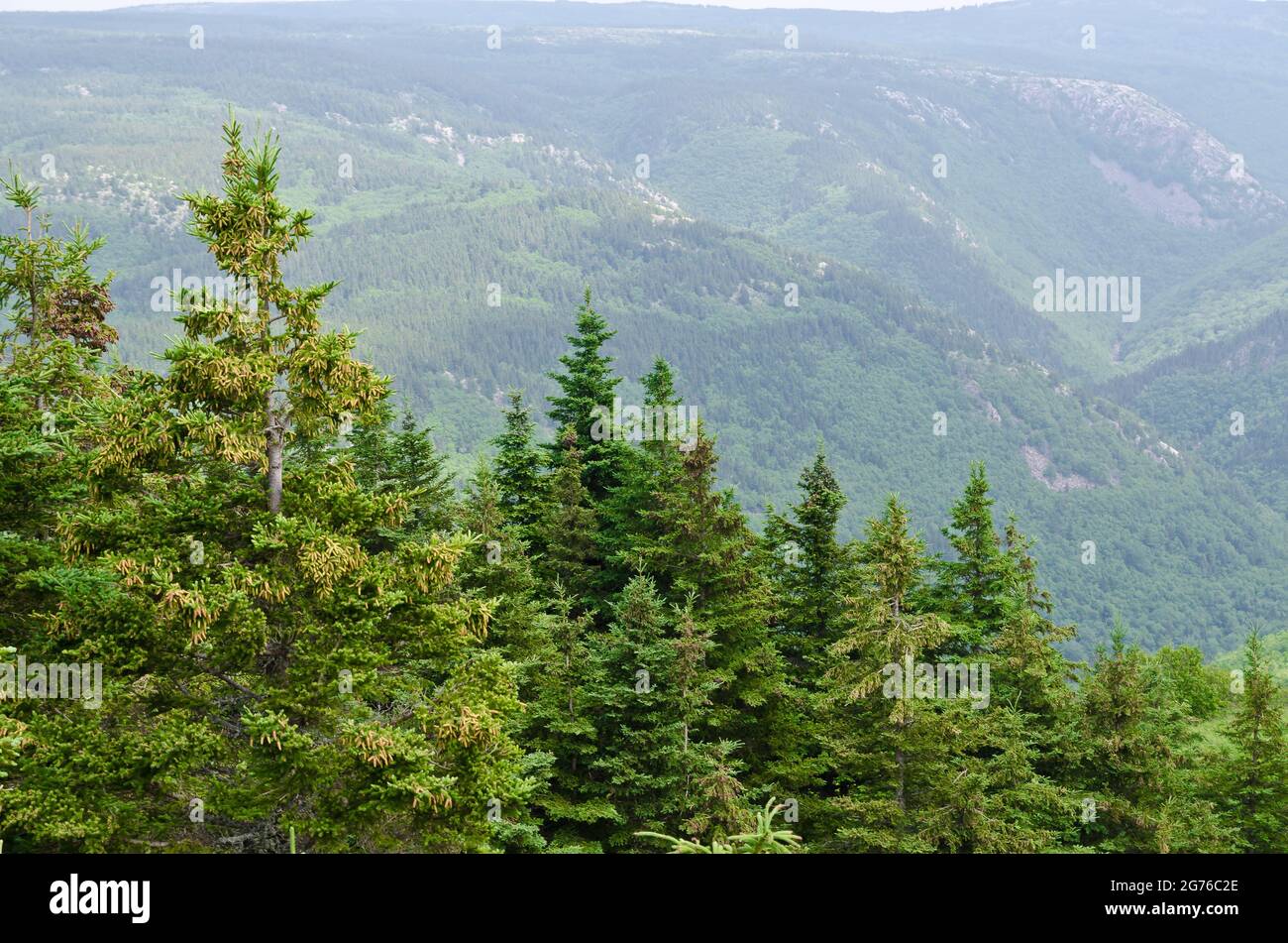 Spruce forest in the Cape Breton Highlands National Park Stock Photo ...