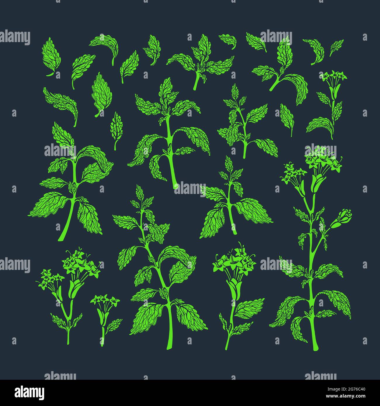 Vector green set. Texture melissa plant, mint leaf, stevia flower in ...
