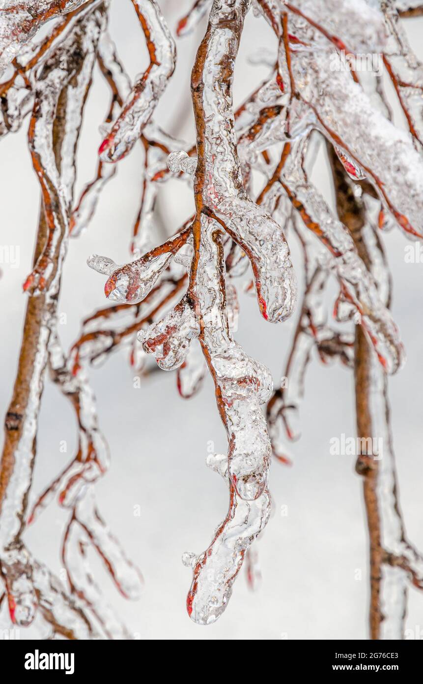 Twigs of tree encased in ice after a freezing rain storm Stock Photo ...