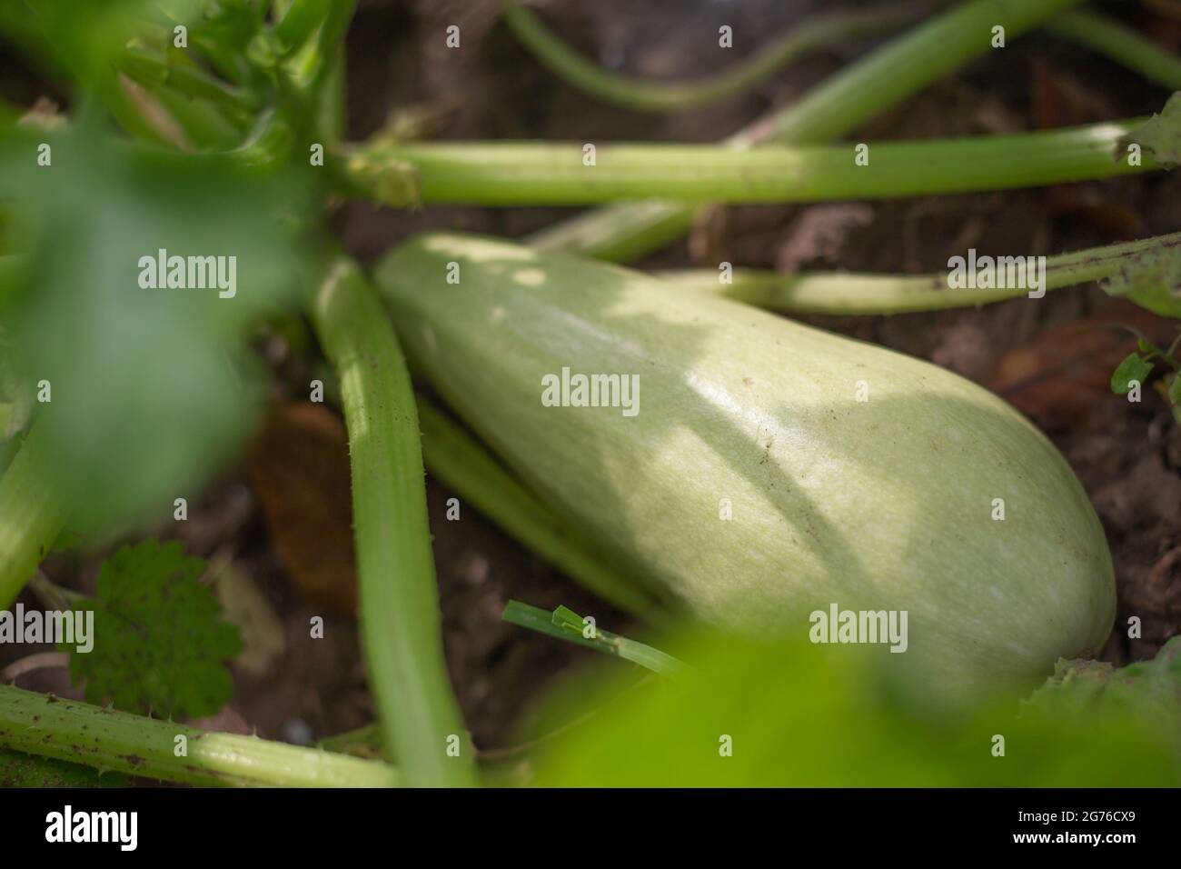 Young white squash grows on the bush. Care, cultivation and watering ...
