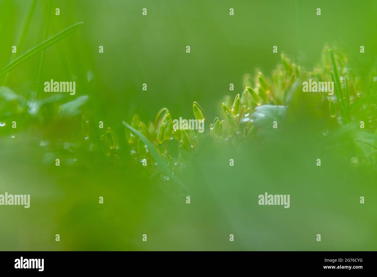 green moss close-up after a summer rain Stock Photo - Alamy