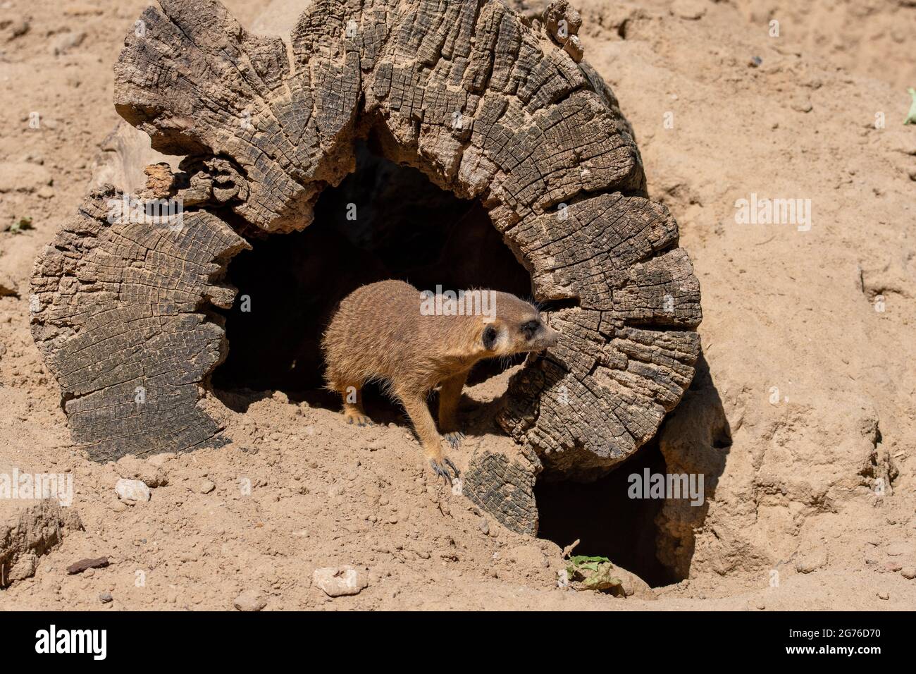 suricate alone and in action Stock Photo - Alamy