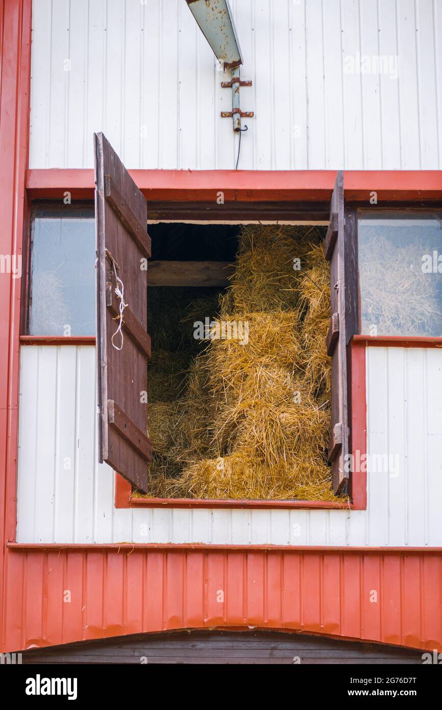 Open gate leading to horse stable. Hay bales inside the barn. White and ...