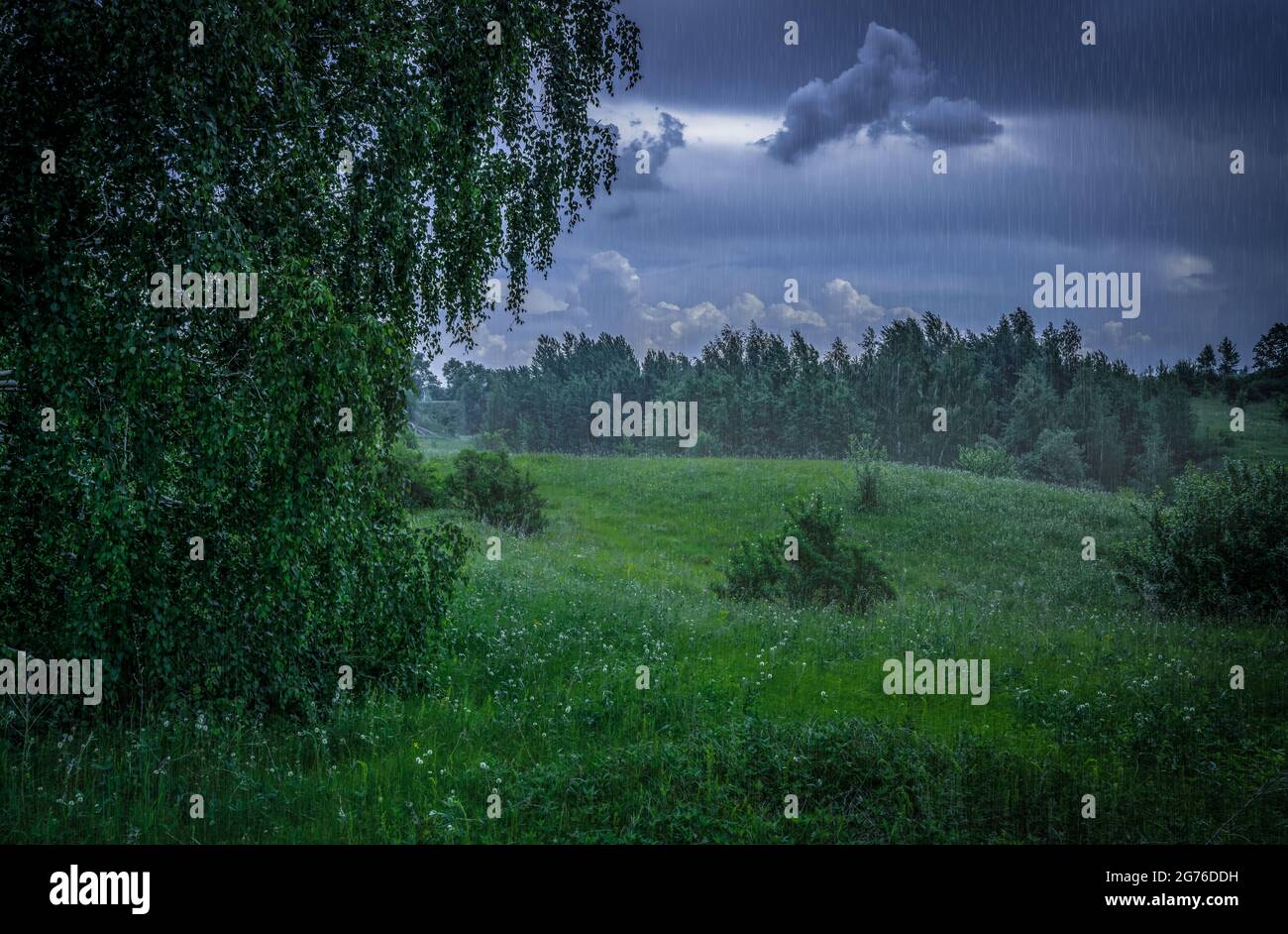 Hiding from the summer rain under the branches of a birch tree Stock ...