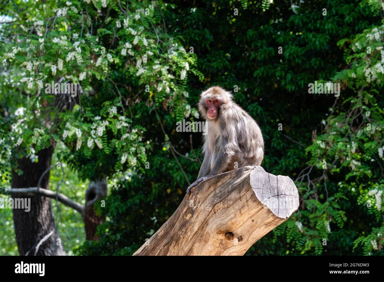 Summertime tree hi-res stock photography and images - Alamy