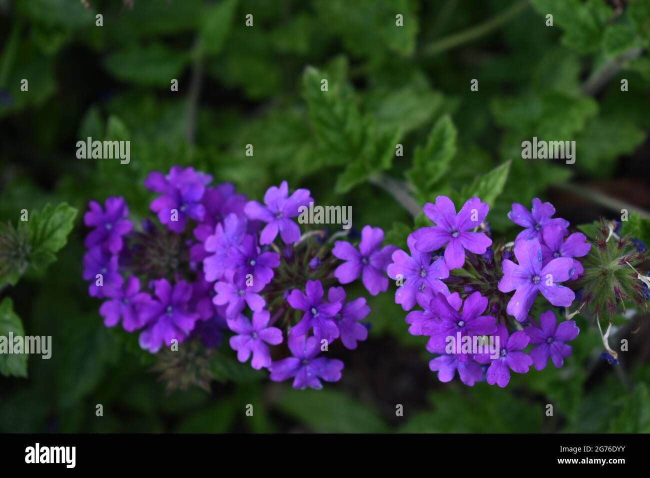 Purple flowers in nature hi-res stock photography and images - Alamy