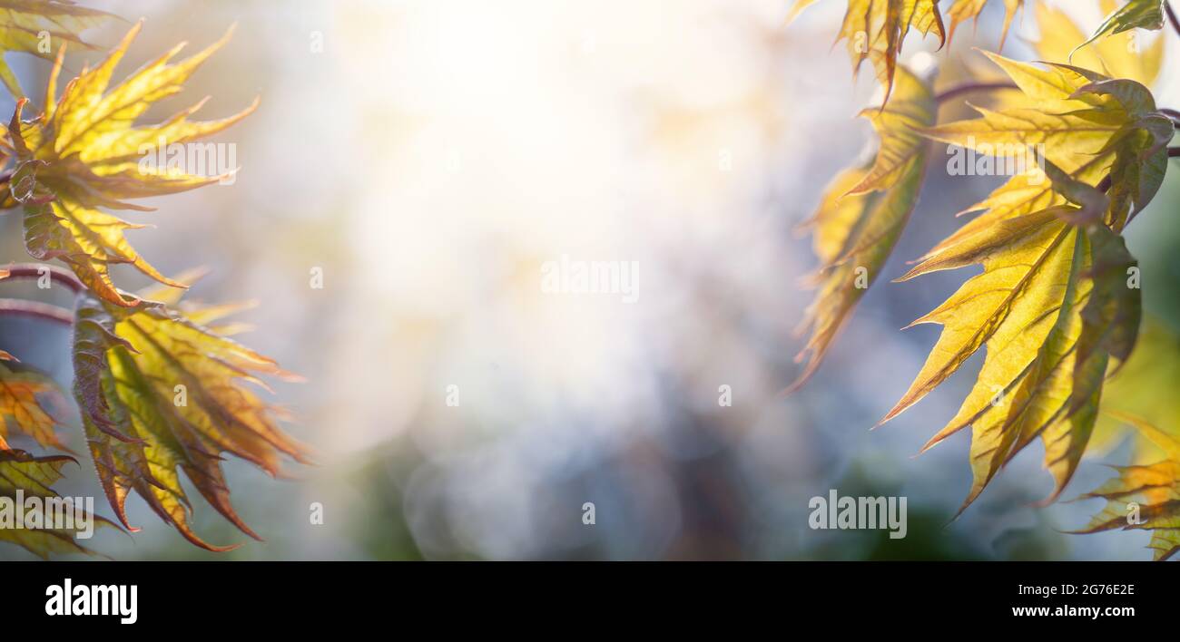 Beautiful banner background with maple leaves Stock Photo - Alamy