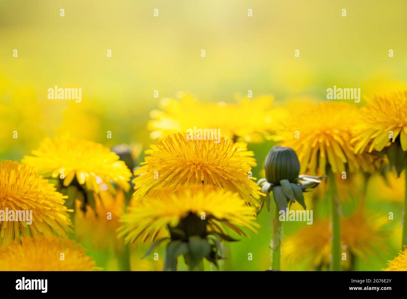 Beautiful floral yellow spring background with dandelion flowers Stock ...