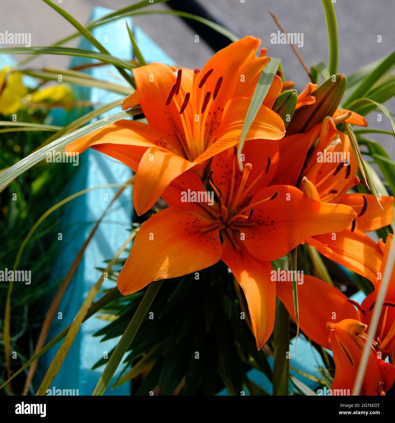 Fantastic orange liliy (Lilium bulbiferum) in full summer bloom in a ...
