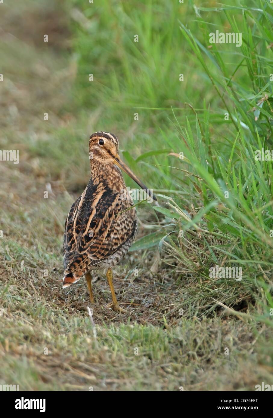 Pintail Snipe (Gallinago stenura) adult standing at edge of marsh ...