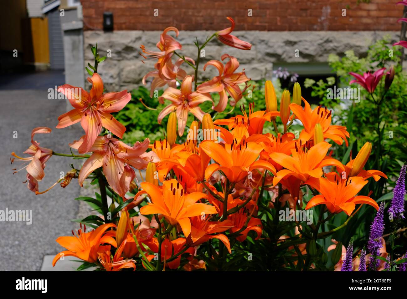 Fantastic orange liliy (Lilium bulbiferum) in full bloom in a garden in ...