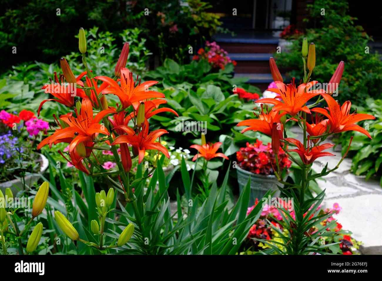Fantastic orange liliy (Lilium bulbiferum) in a garden in full summer ...