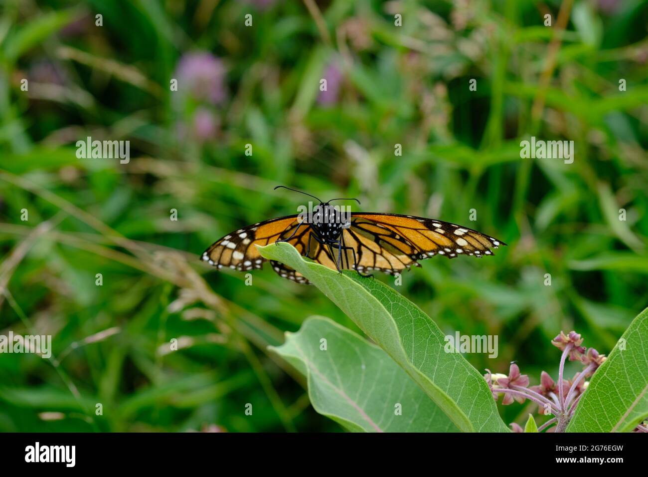 Monarch butterfly (Danaus plexippus) on a pink milkweed (Asclepias ...