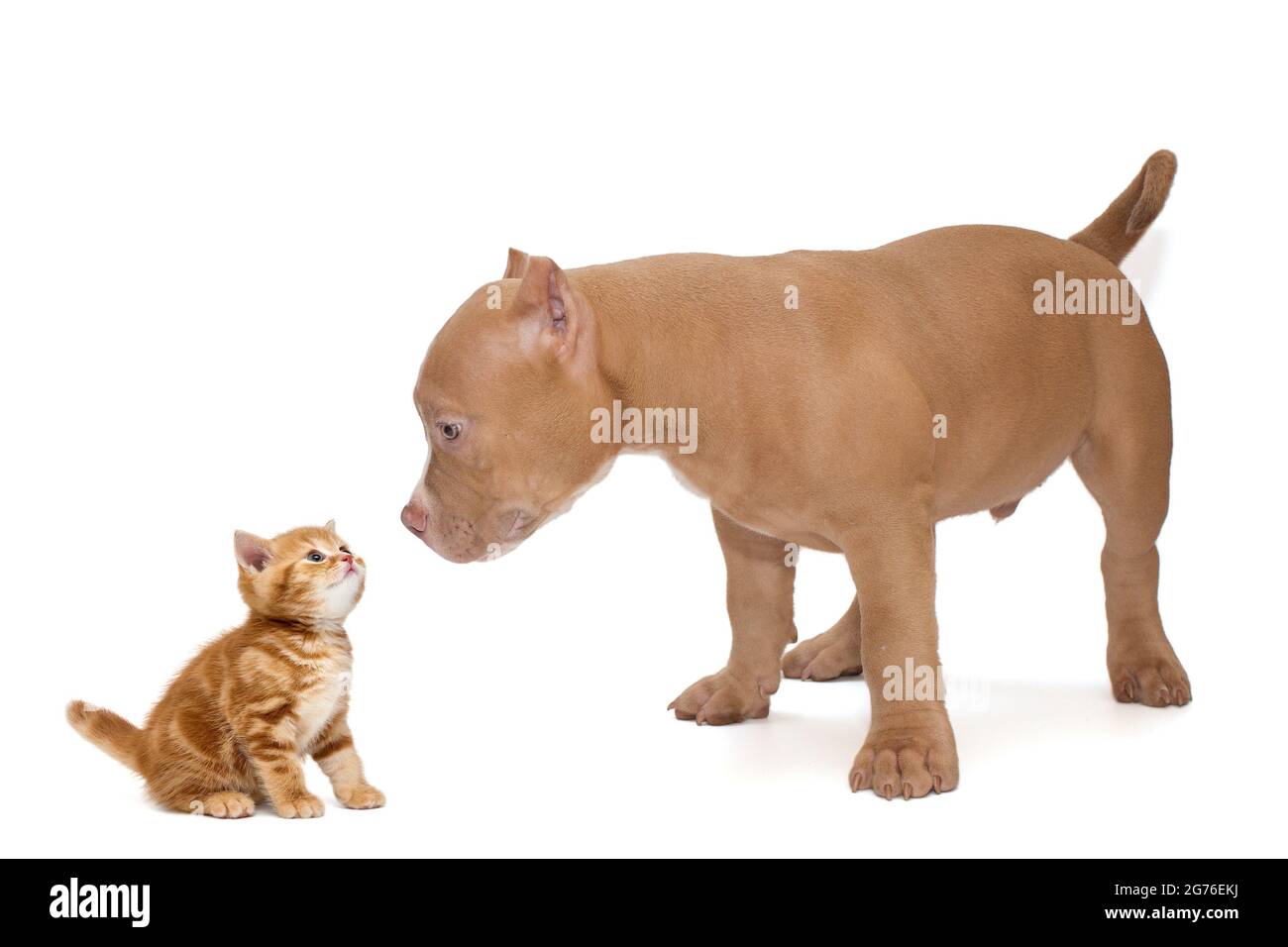 American bully puppy and a British kitten are isolated on a white ...