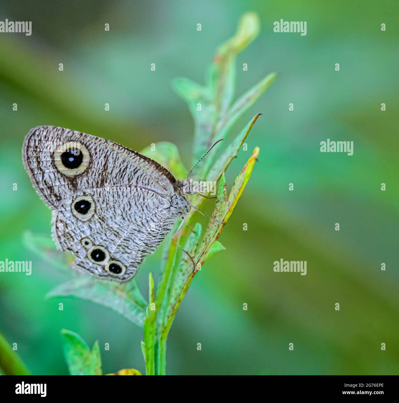 Common fourring hi-res stock photography and images - Alamy