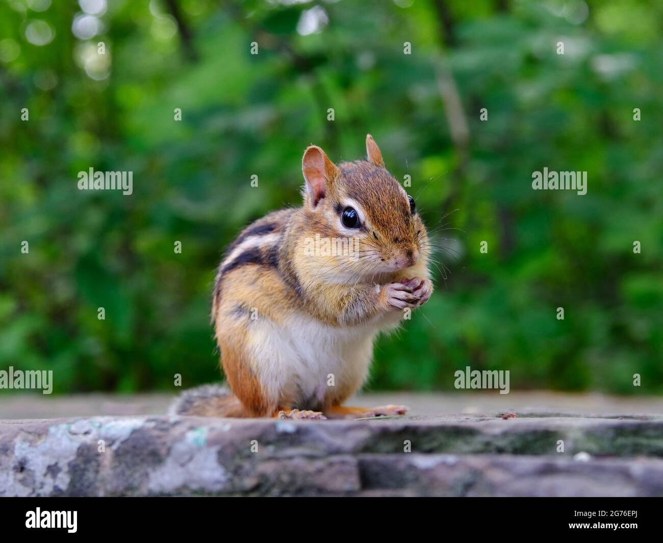 Very cute eastern chipmunk (Tamias striatus) sitting on a rock, eating nuts and seeds Stock ...