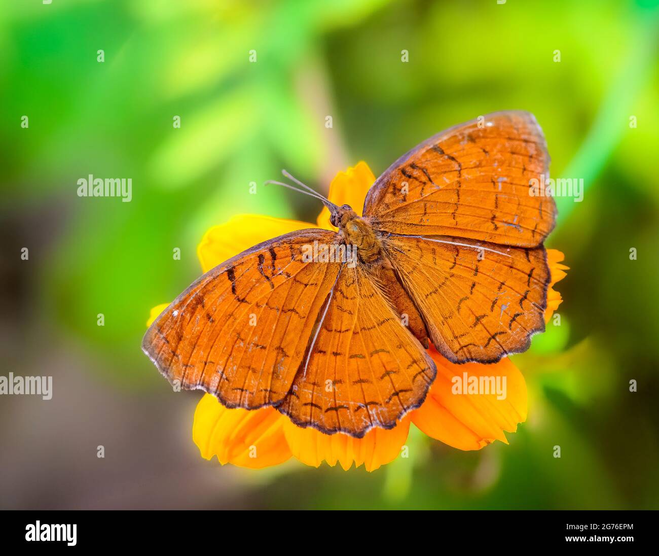 Angled Castor, Ariadne ariadne, butterfly feeding on flowers with copy ...
