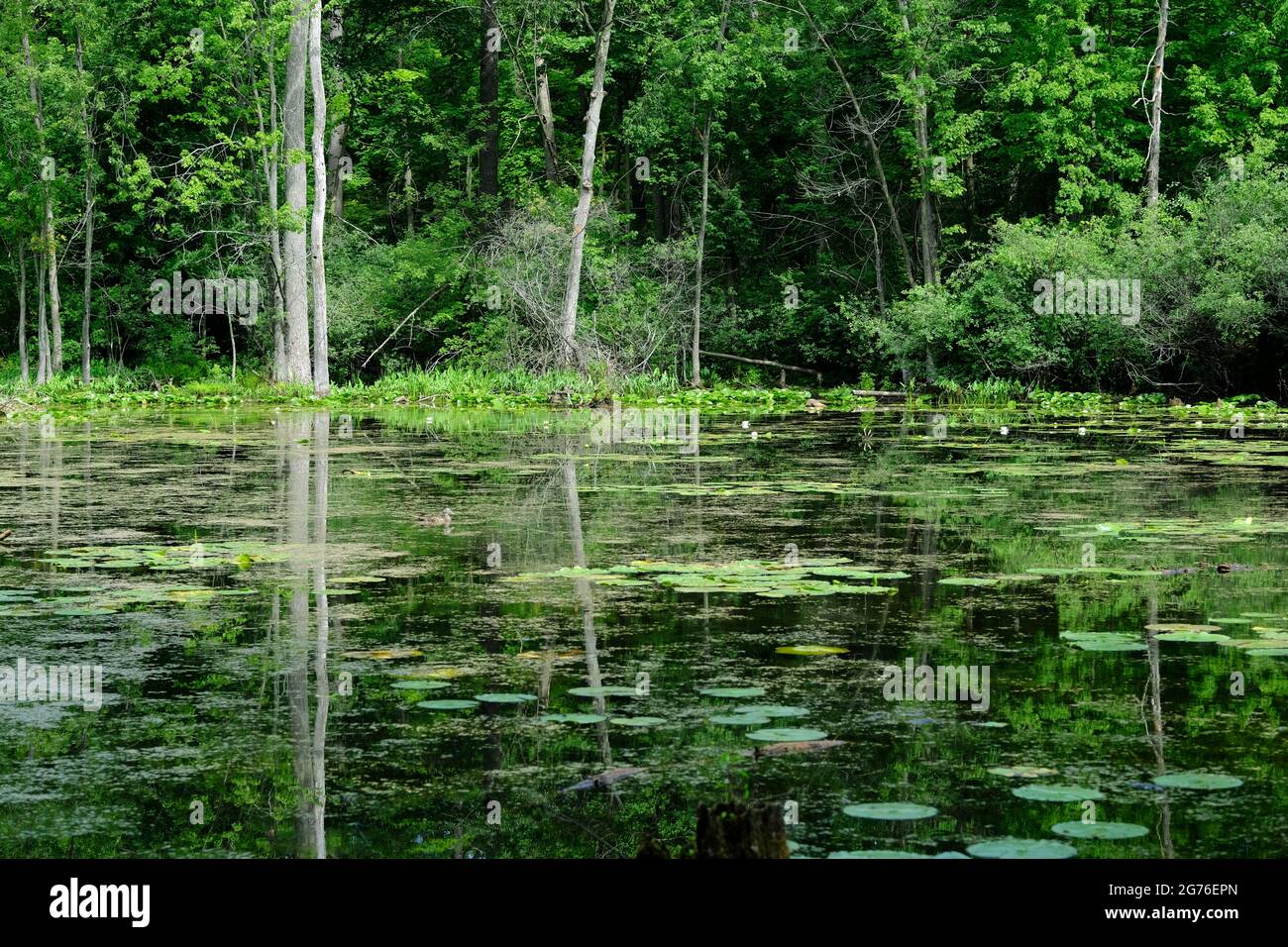 Provincially significant wetland at Mud Lake on the Ottawa River at ...