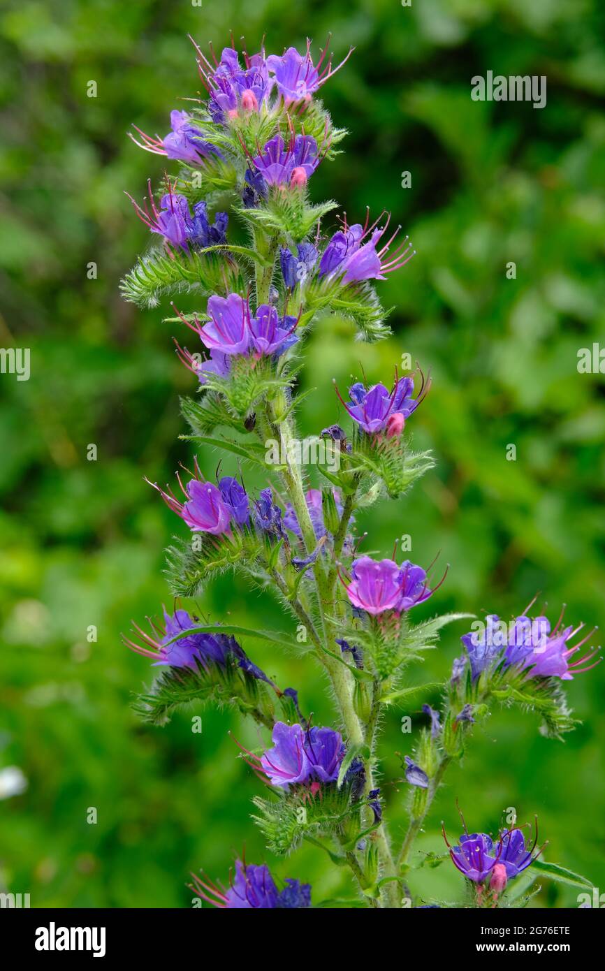 Common vipersbugloss hi-res stock photography and images - Alamy