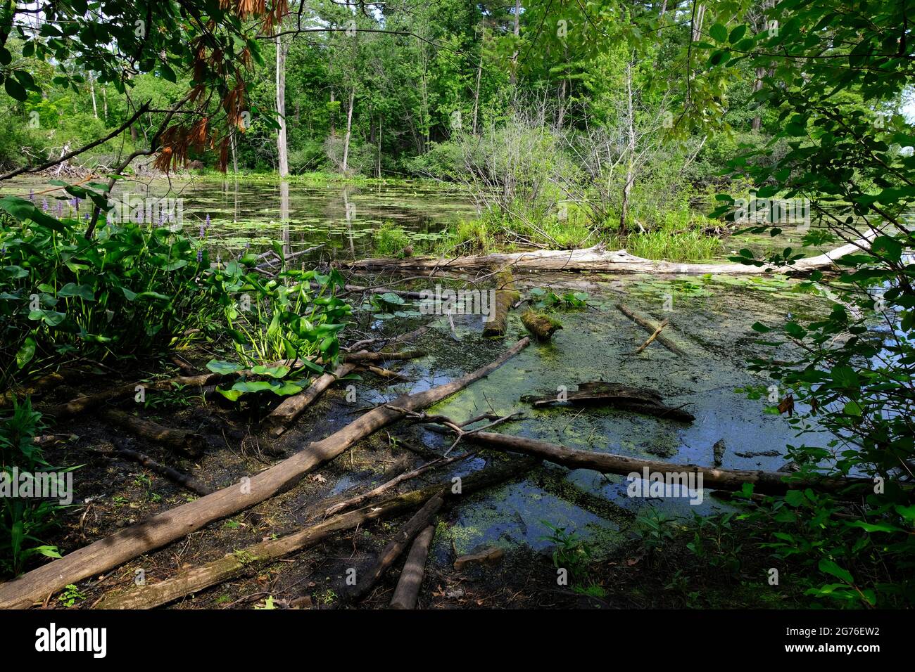 Wetland scene from Mud Lake on the Ottawa River at Britannia, Ottawa ...