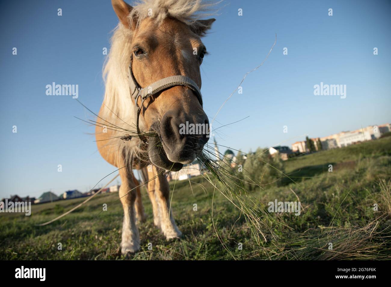 A ginger horse with a white mane with a bunch of grass in his mouth ...