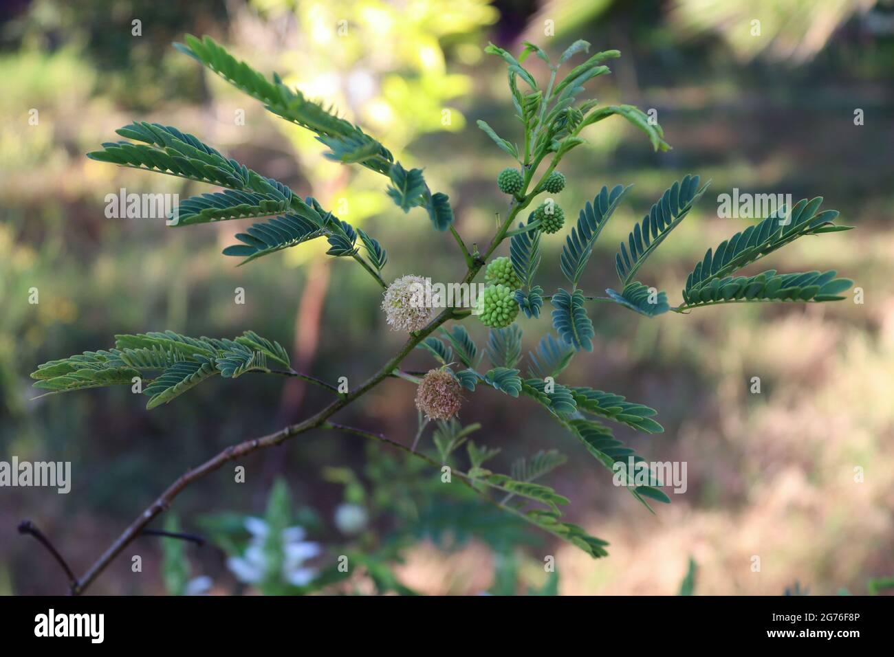 Leadtree hi-res stock photography and images - Alamy