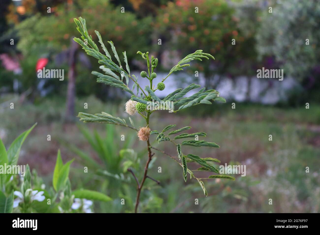 Leadtree hi-res stock photography and images - Alamy