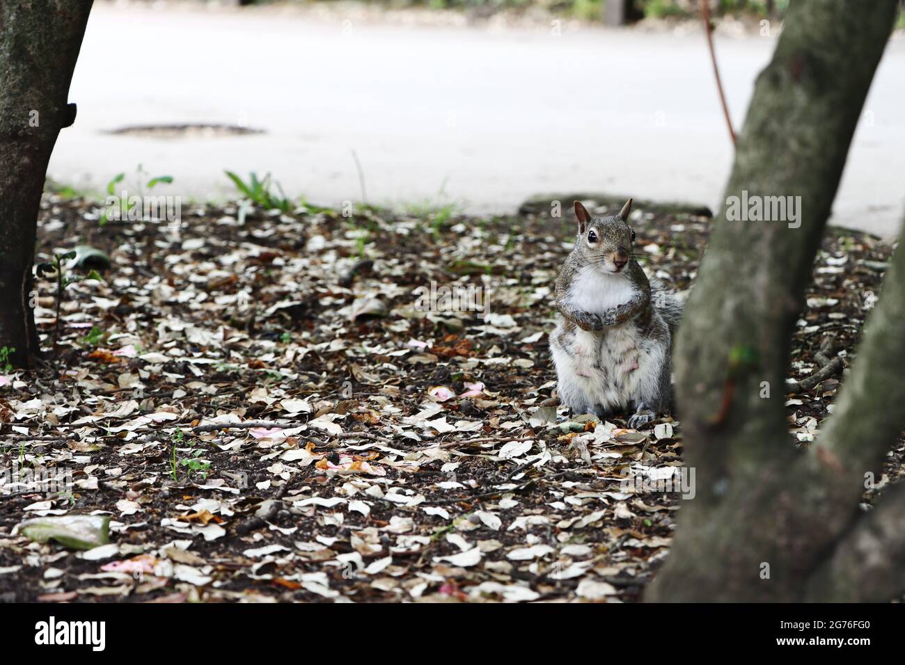 A closeup shot of a squall in the forest Stock Photo - Alamy